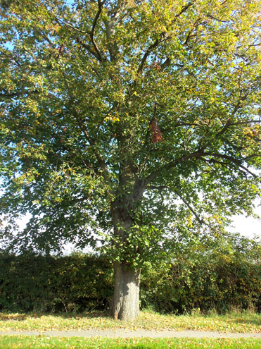 The Yorkshire Regiment, - War Memorials Elsewhere, Lenton (Nottingham)